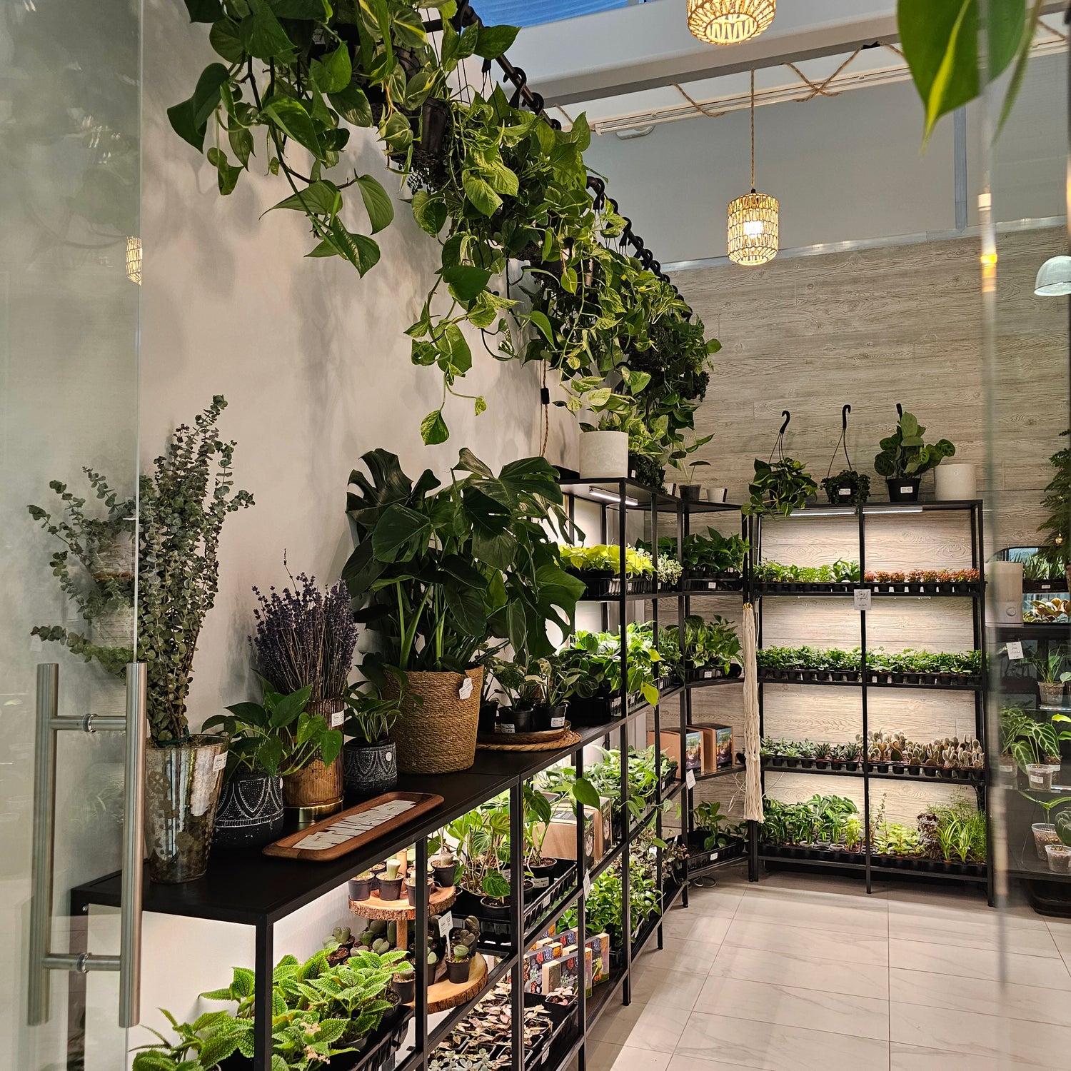 Aurorea Inc | Plant Shop Calgary | Plants, Pots and more!